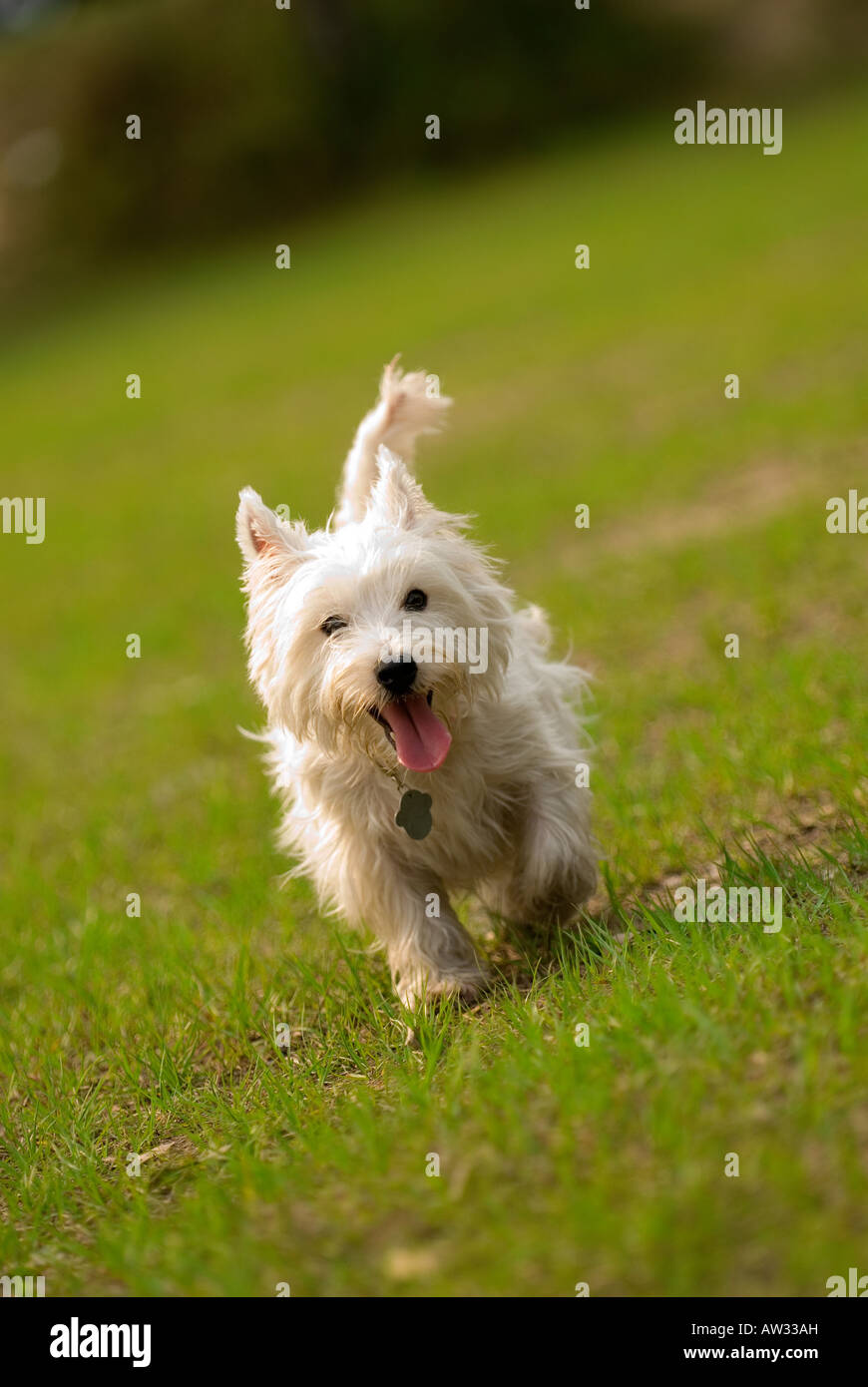 A Westie running Stock Photo - Alamy