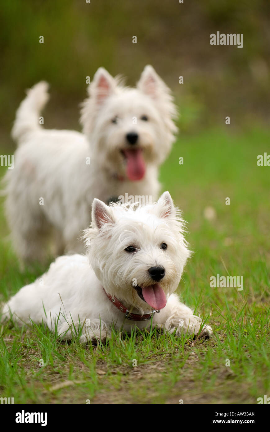 Two westies hi-res stock photography and images - Alamy