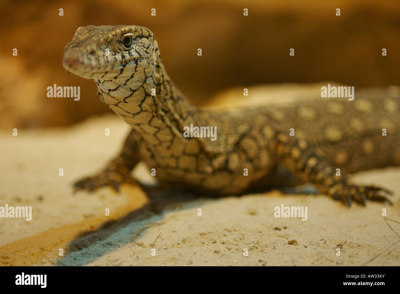Perentie lizard hi-res stock photography and images - Alamy