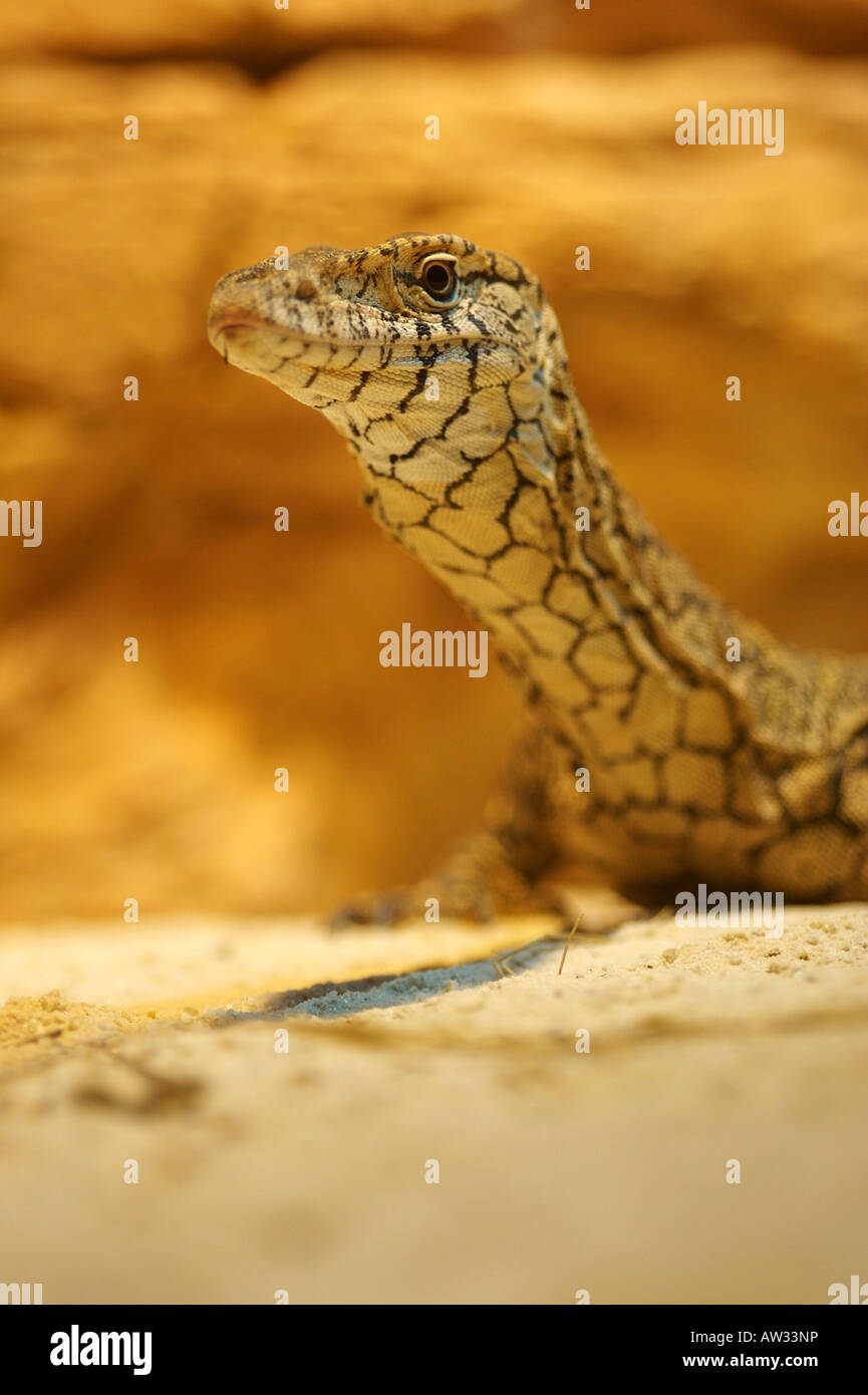 Perentie Lizard High Resolution Stock Photography and Images - Alamy