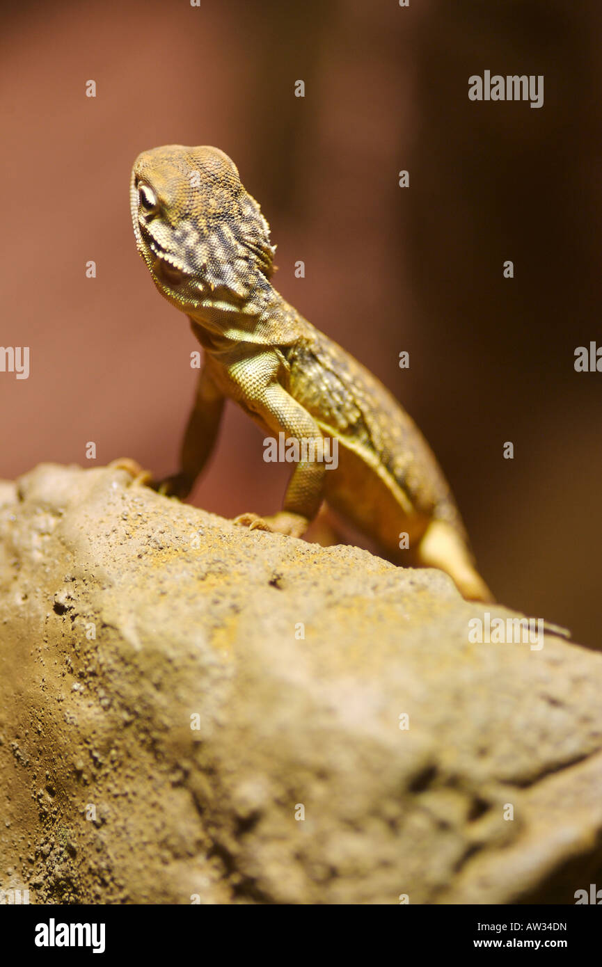 Netted dragon hi-res stock photography and images - Alamy