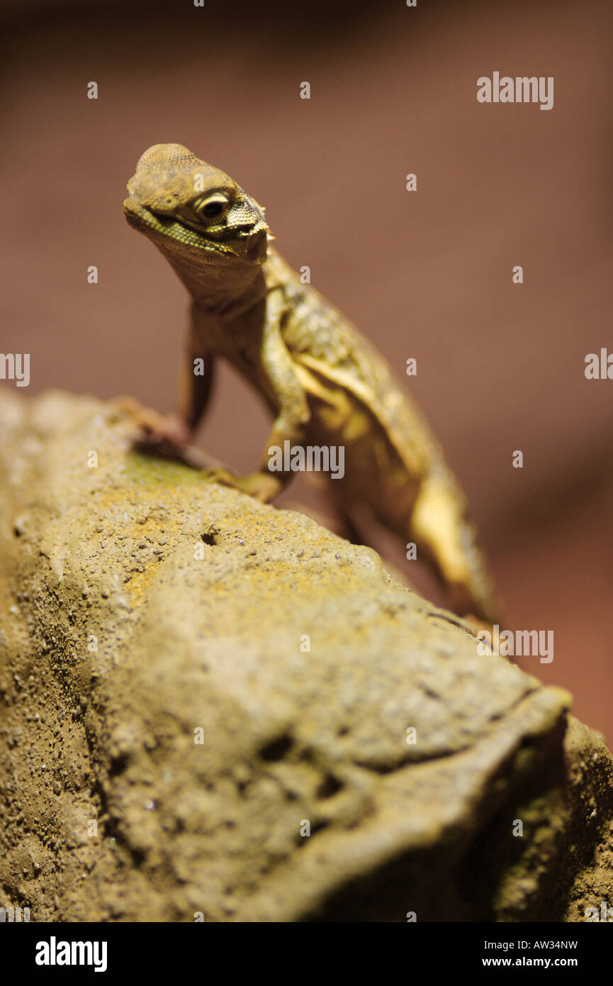 Netted dragon hi-res stock photography and images - Alamy