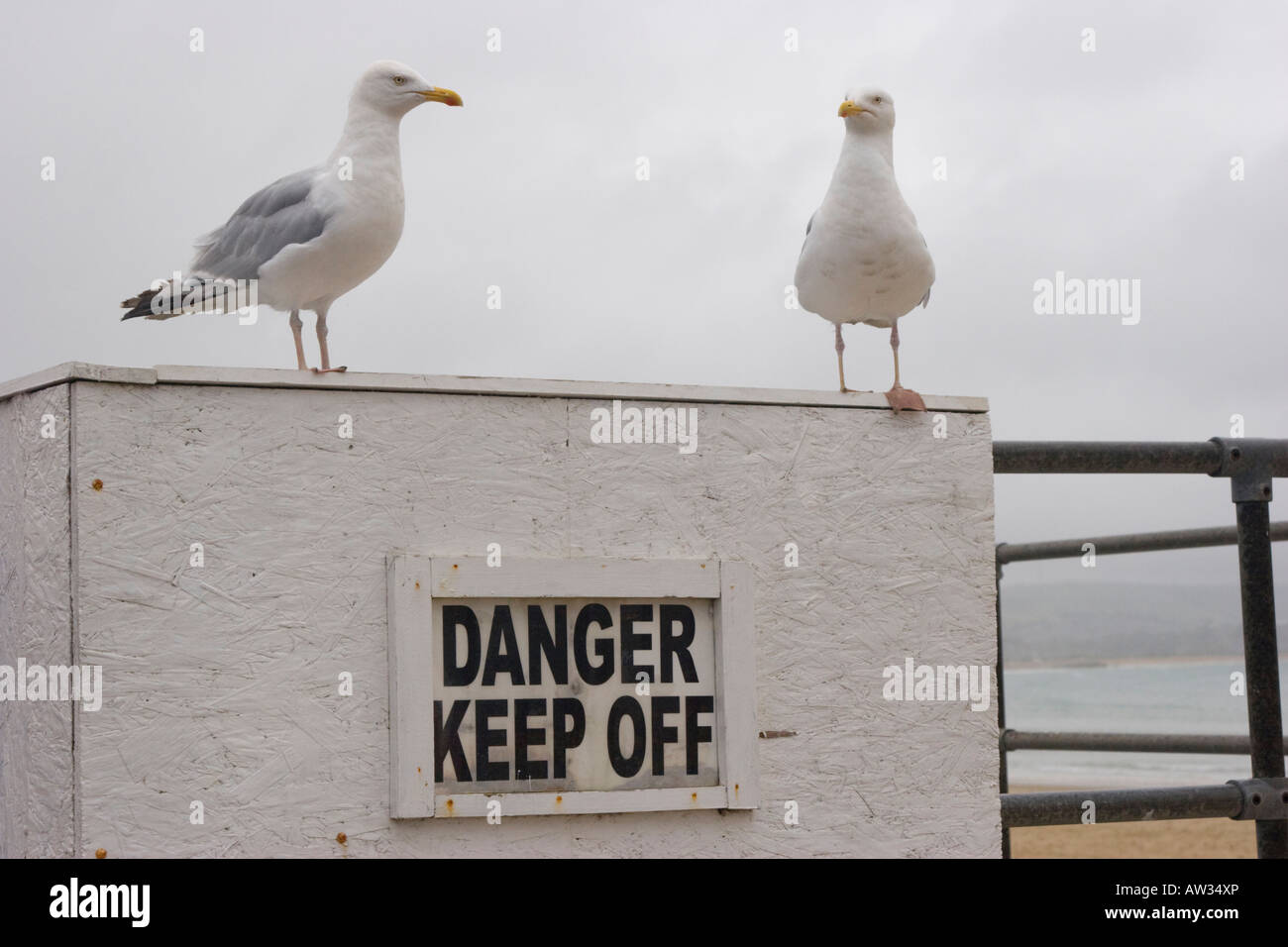 Seagulls ignoring a danger keep off warning sign Stock Photo - Alamy