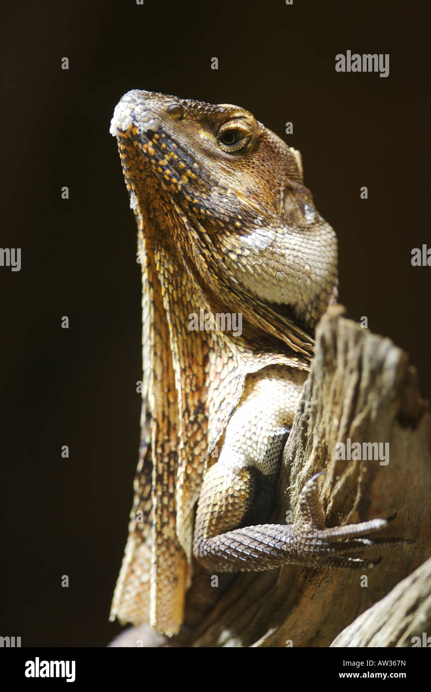 Frill Necked Lizard Stock Photo - Alamy