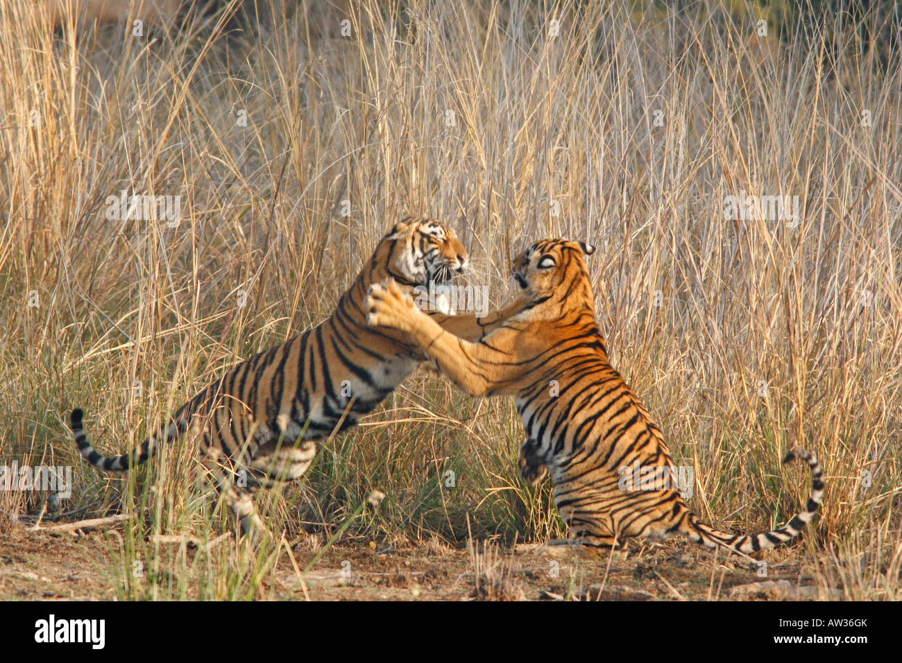 Tiger cubs play fighting hi-res stock photography and images - Alamy