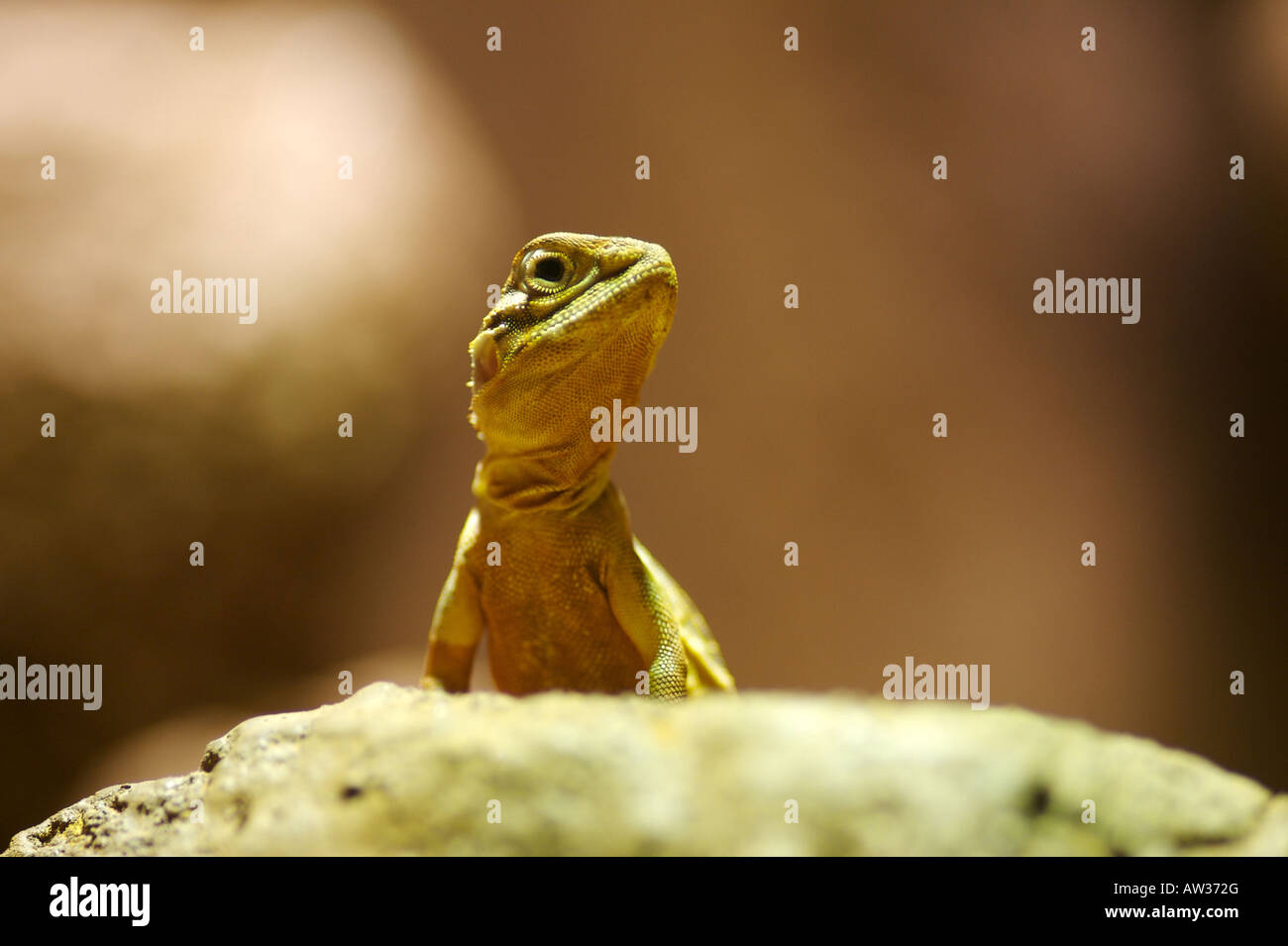 Netted dragon hi-res stock photography and images - Alamy