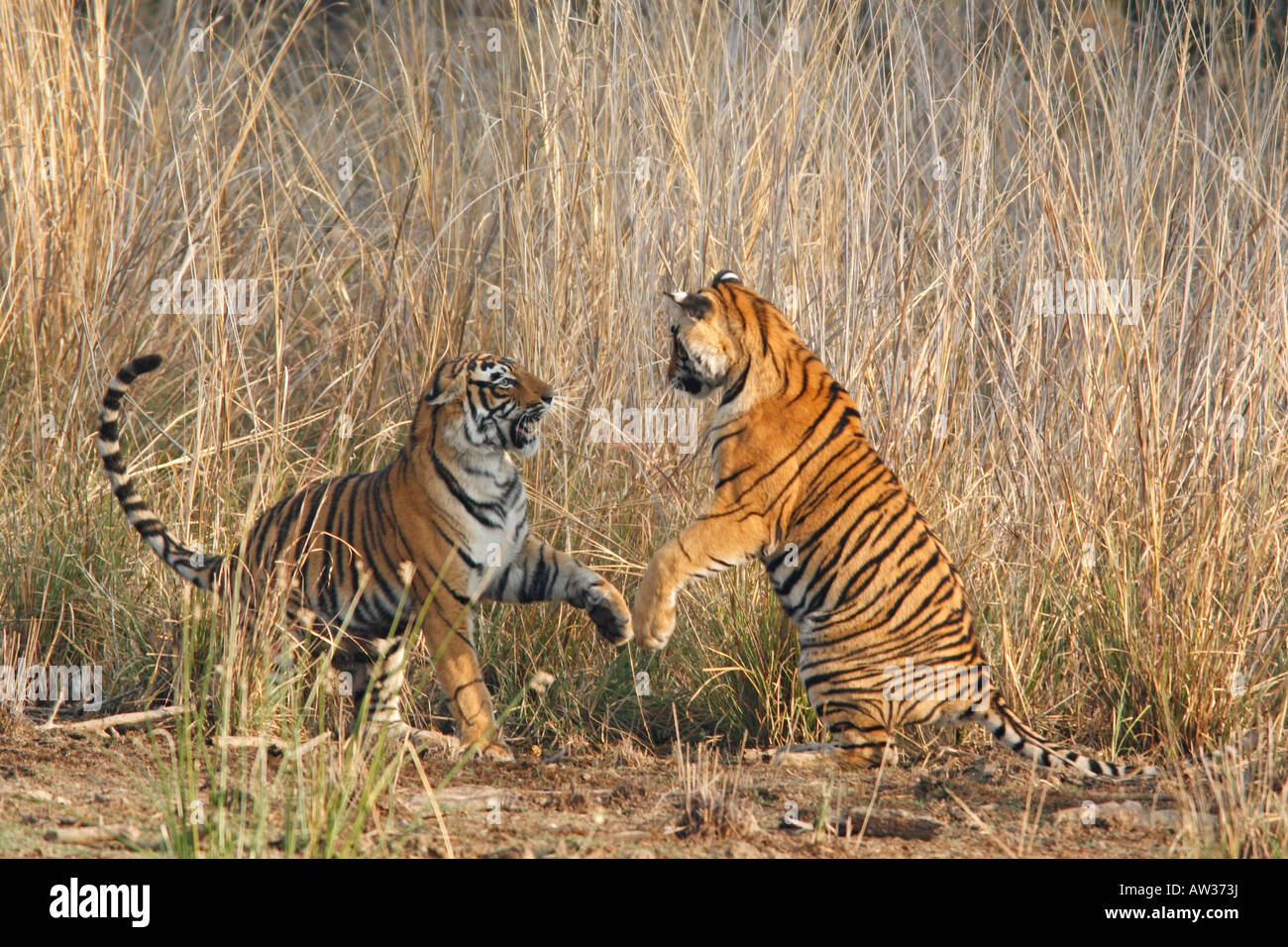 Tiger cubs play fighting hi-res stock photography and images - Alamy