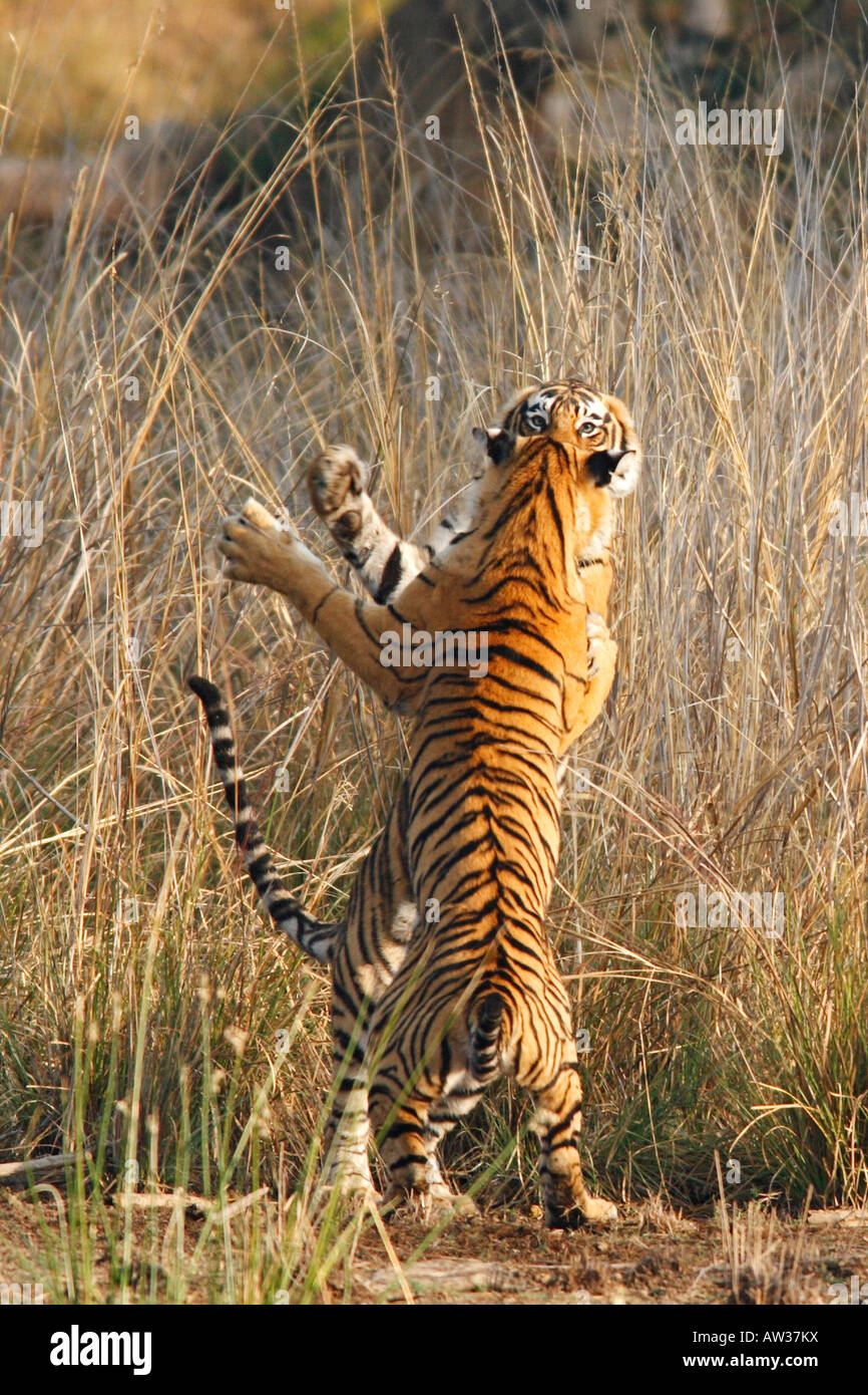 Tiger standing on hind legs hi-res stock photography and images - Alamy