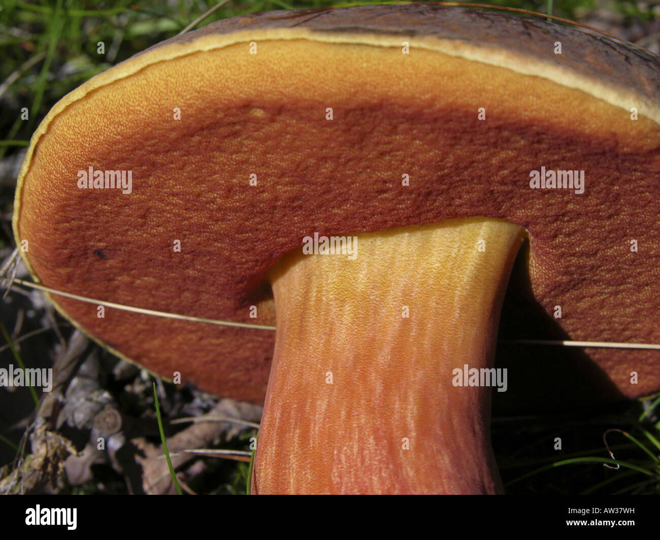 scarletina bolete (Boletus luridiformis), underside and stem Stock ...