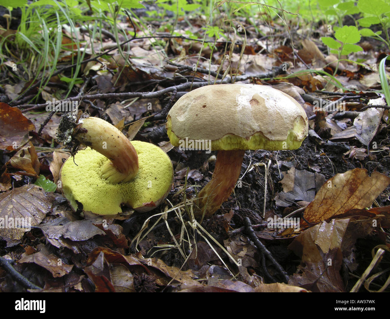 yellow-cracked bolete (Boletus subtomentosus, Xerocomus subtomentosus ...