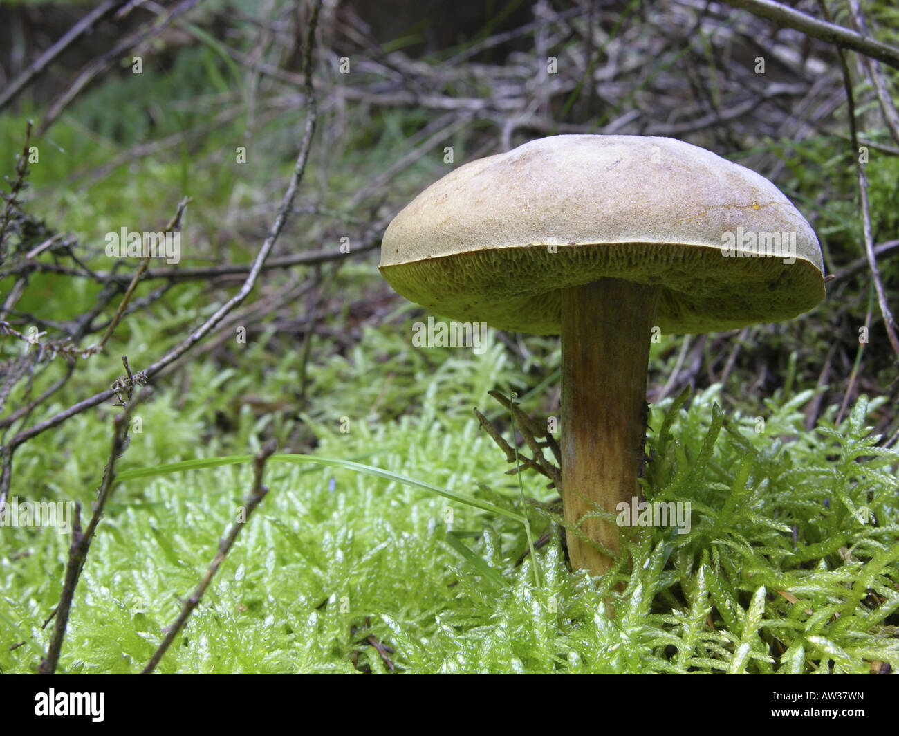 yellow-cracked bolete (Boletus subtomentosus, Xerocomus subtomentosus ...