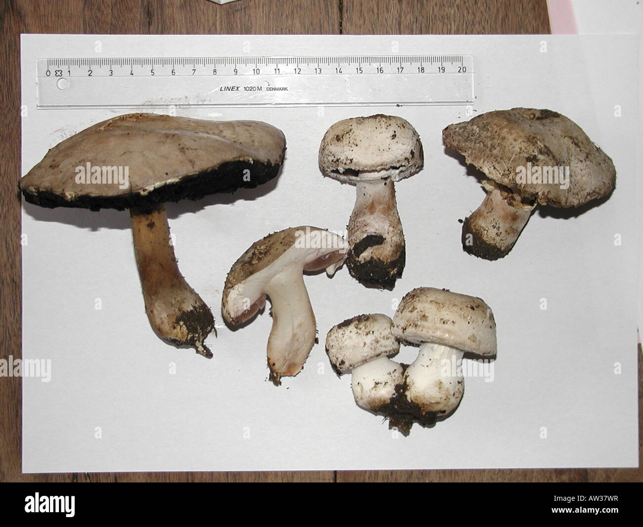 mushroom (Agaricus spec.), a few fruting bodies on a white sheet o ...