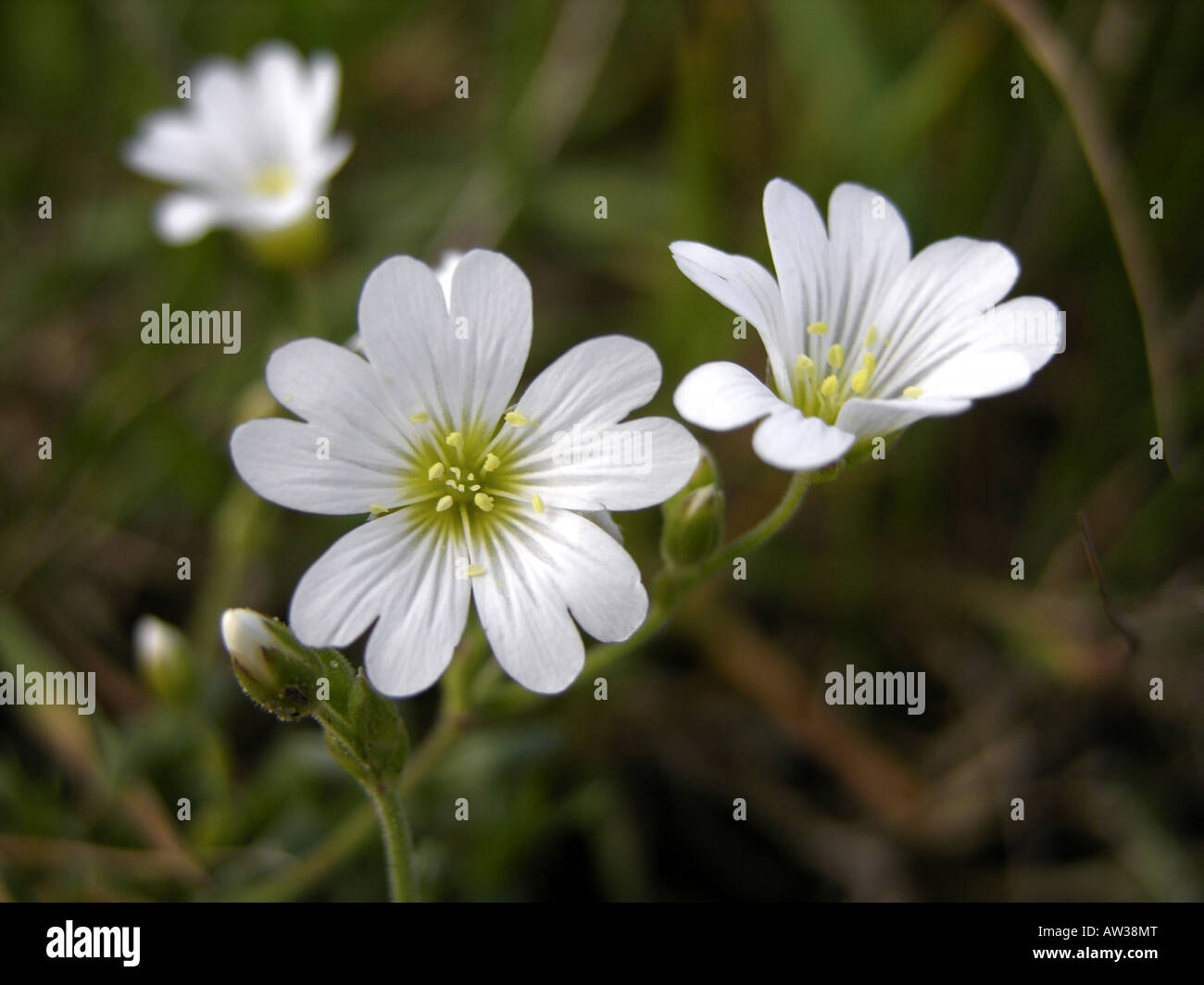 field mouse-ear (Cerastium arvense), blossoms Stock Photo - Alamy