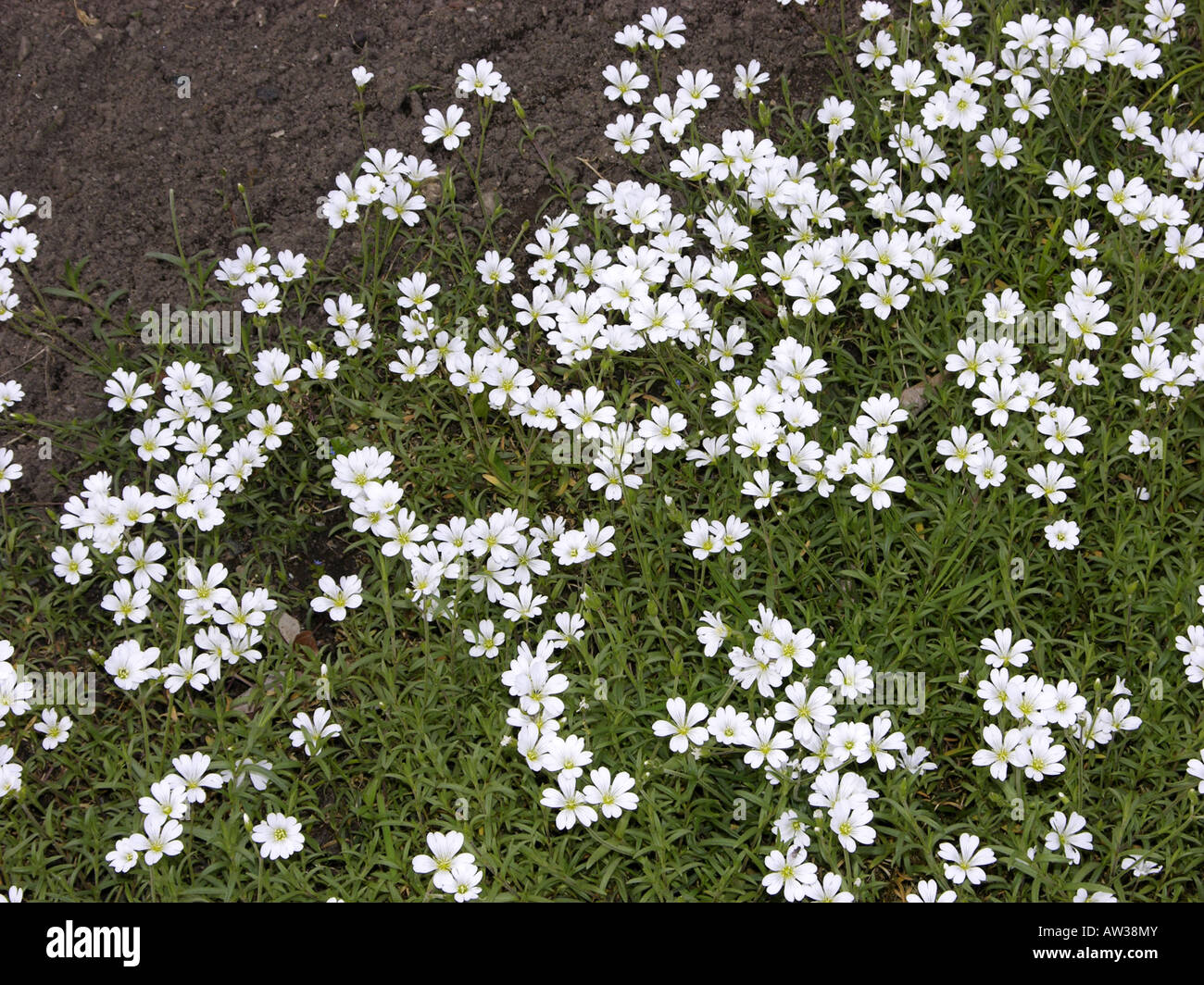 field mouse-ear (Cerastium arvense), blooming Stock Photo - Alamy