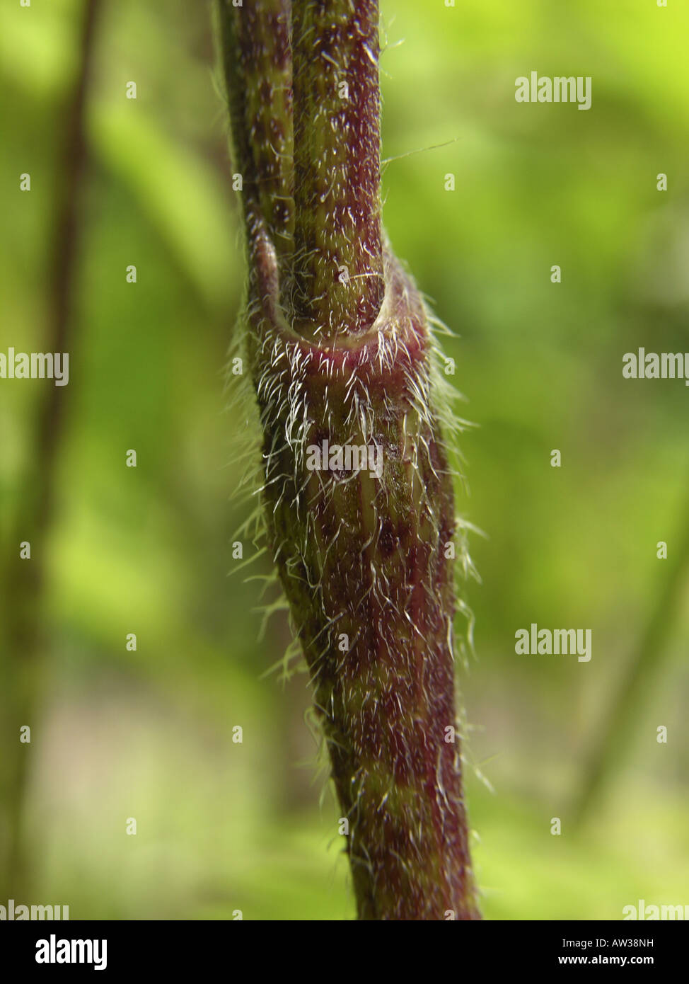 rough chervil (Chaerophyllum temulum), spotted sprout Stock Photo - Alamy