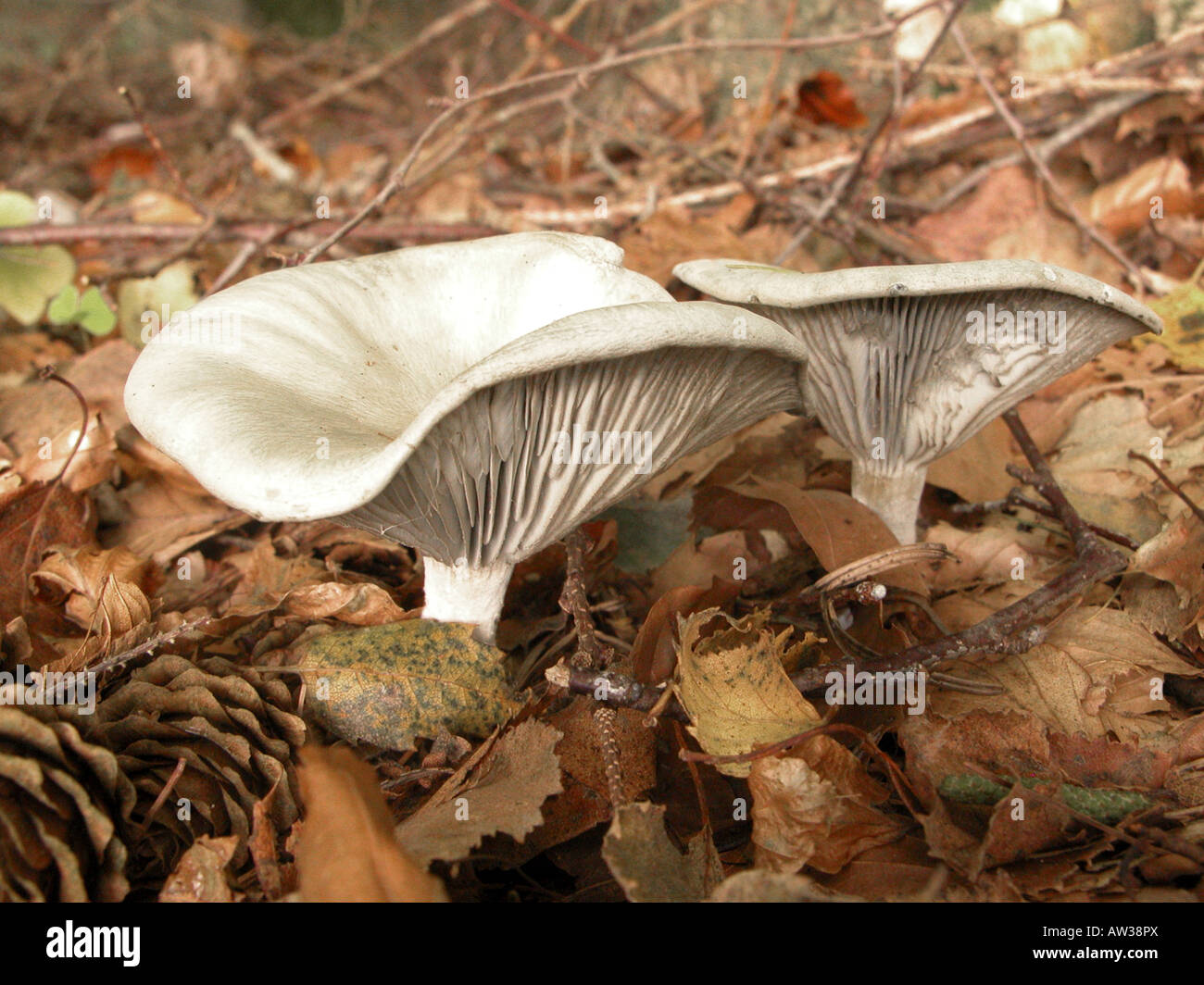 aniseed funnel (Clitocybe odora), on forest ground Stock Photo - Alamy