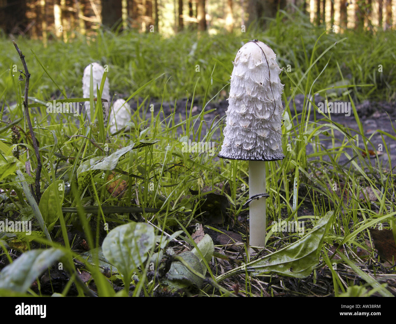 wig (Coprinus comatus), fruit bodies on a meadow Stock Photo - Alamy