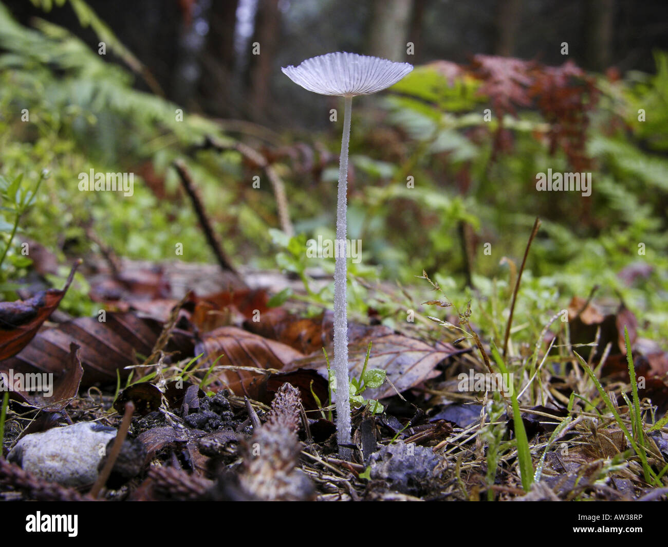 hare'sfoot inkcap (Coprinus lagopus), fruit body on forest ground Stock ...