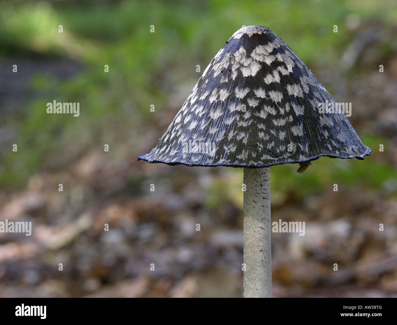 magpie inkcap (Coprinus picaceus), detail of a fruit body on forest ...