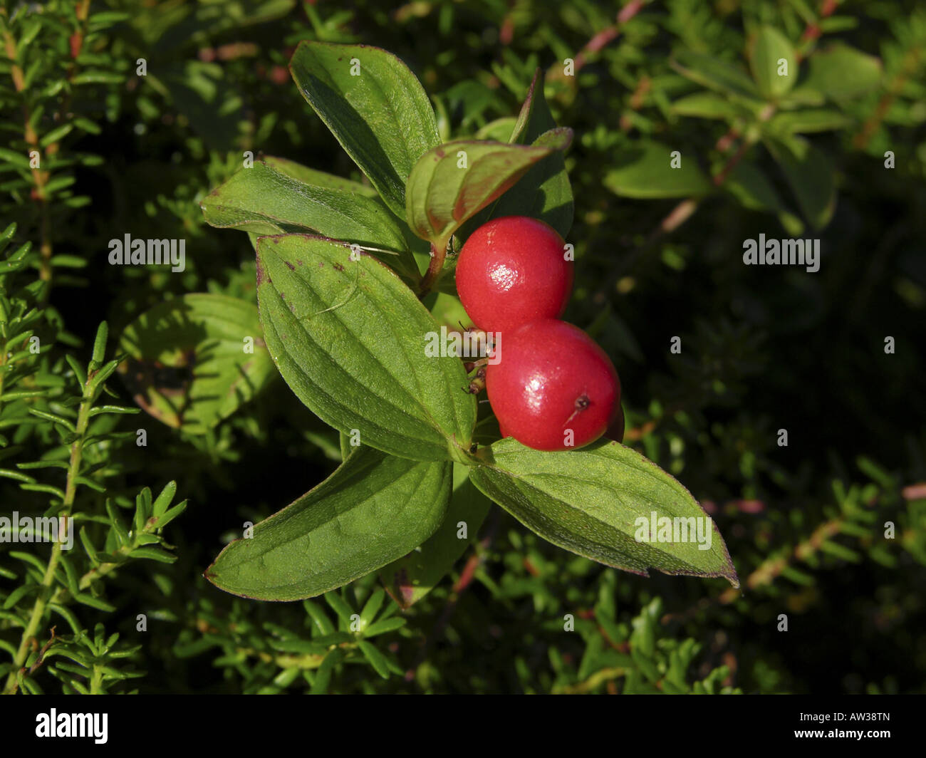 dwarf cornel, dogwood (Cornus suecica), with fruits Stock Photo - Alamy
