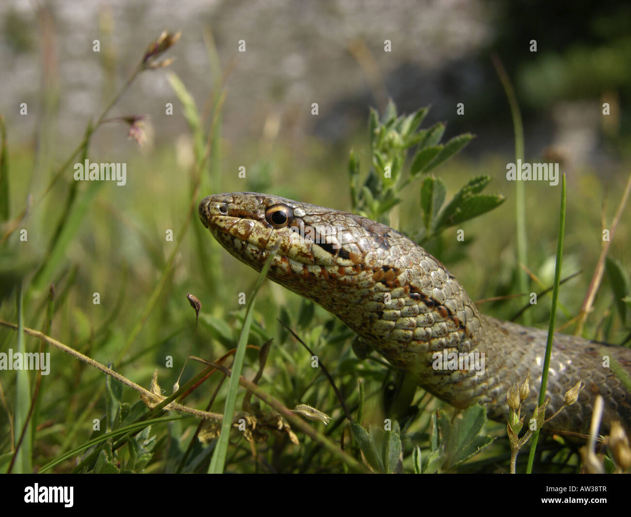 On meadow biopix hi-res stock photography and images - Alamy