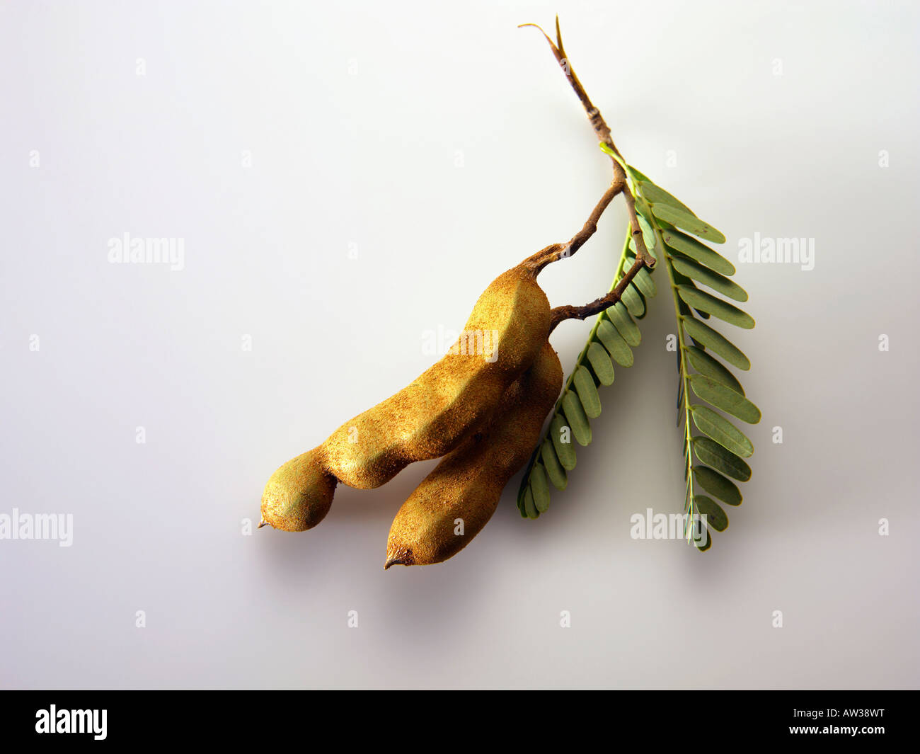 Asam jawa hi-res stock photography and images - Alamy