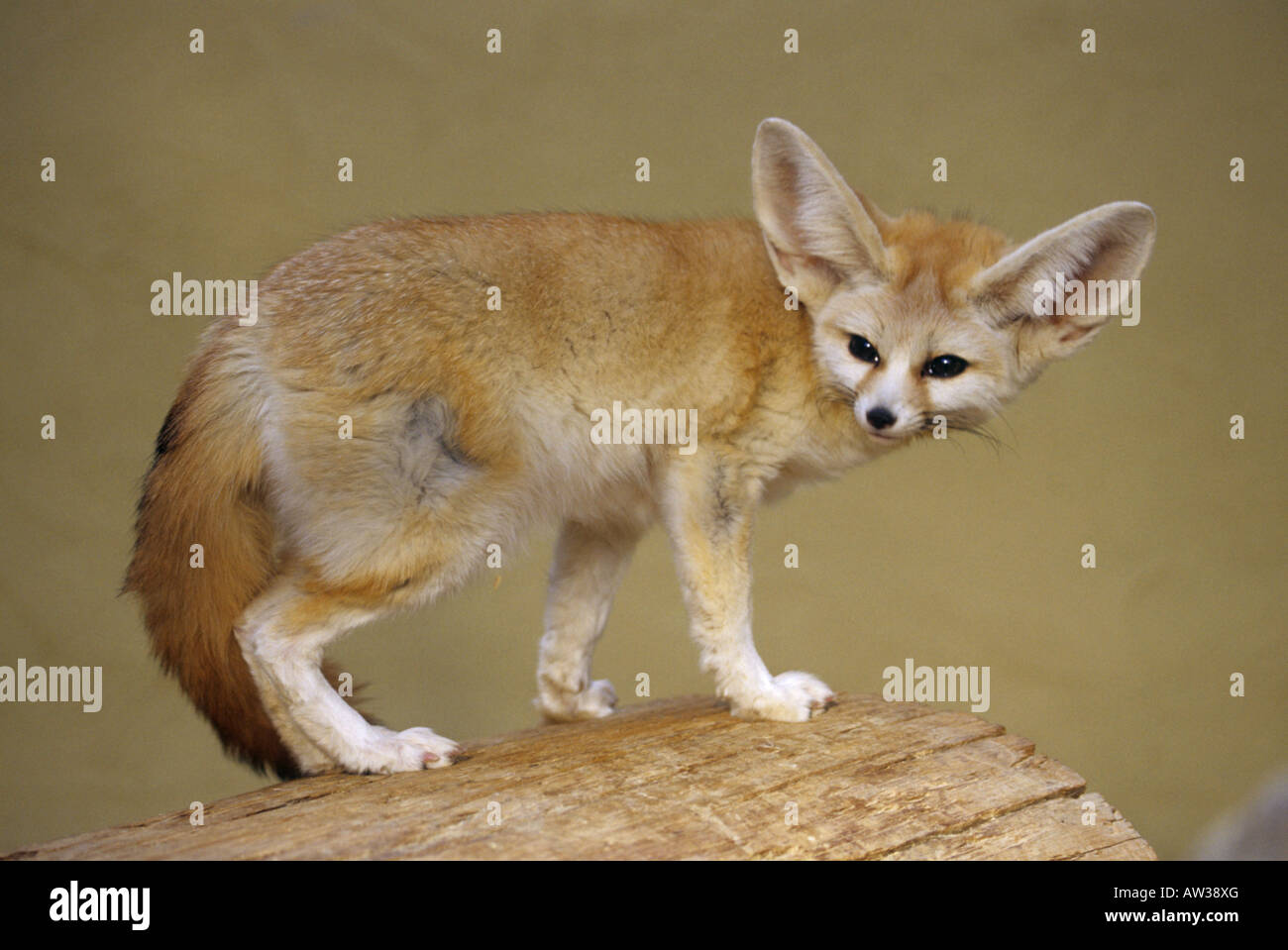 fennec fox (Fennecus zerda, Vulpes zerda), on log Stock Photo - Alamy