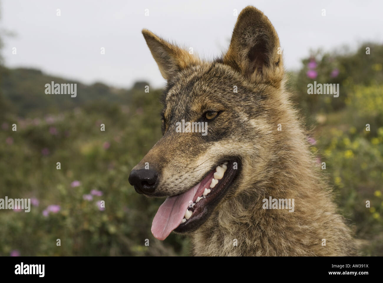 Iberic Wolf, Iberian Wolf (Canis lupus signatus), portrait, Spain Stock ...