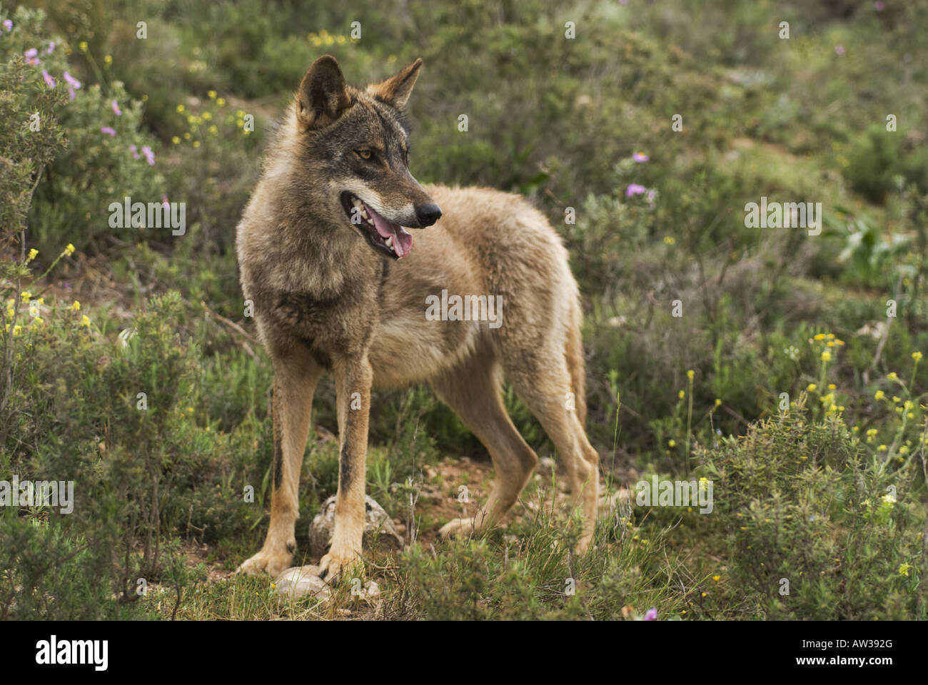 Iberic Wolf, Iberian Wolf (Canis lupus signatus), at flowering hill ...