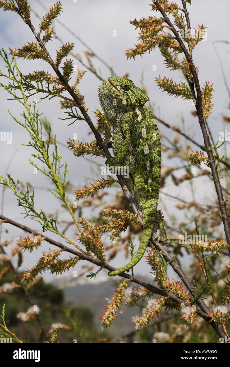 Chameleons in spain hi-res stock photography and images - Alamy