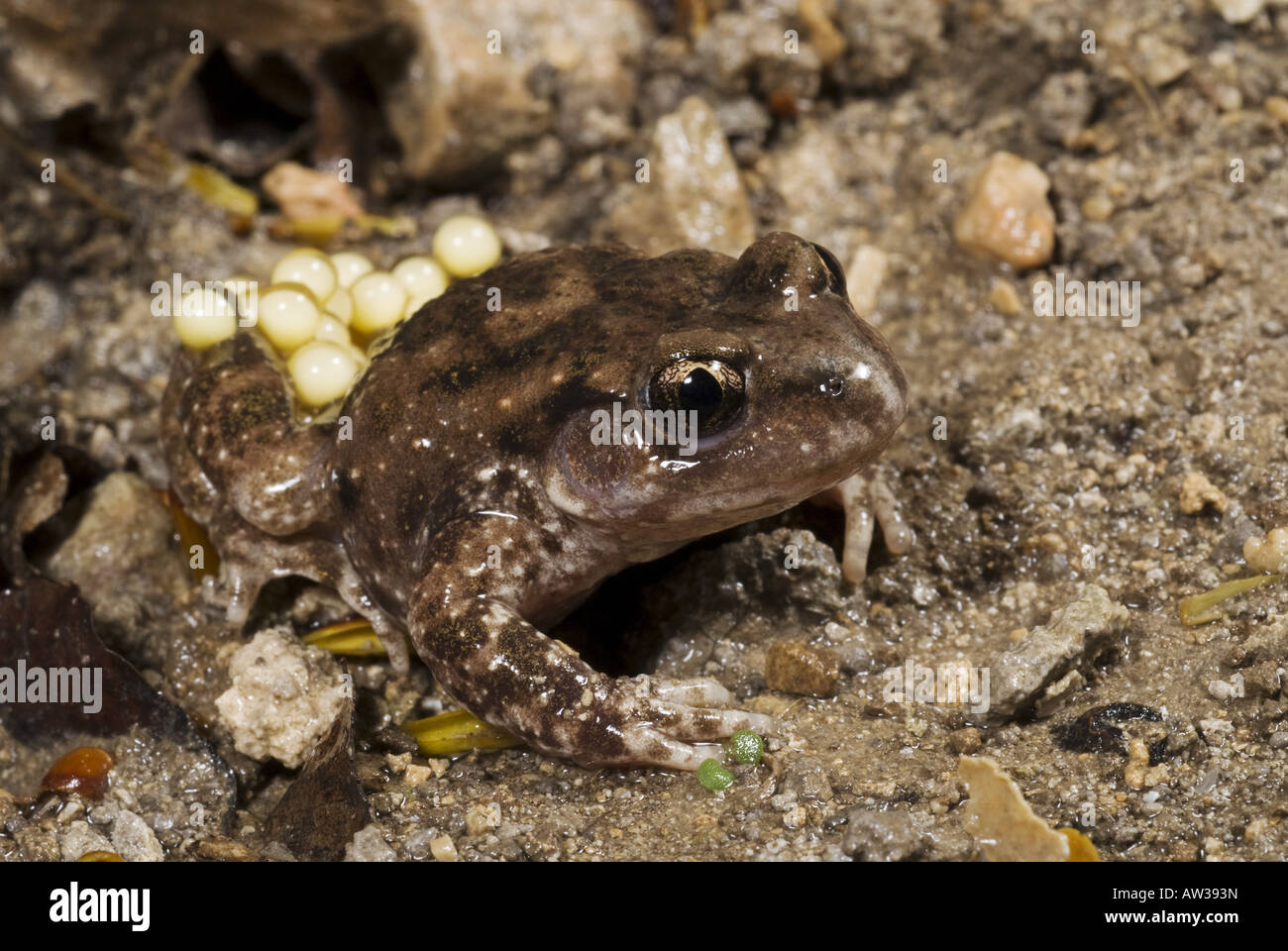 midwife toad (Alytes obstetricans, Alytes obstetricans boscai), western ...