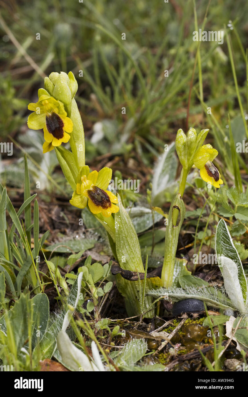 yellow bee orchid (Ophrys lutea), blooming, Spain, Burgos Stock Photo ...