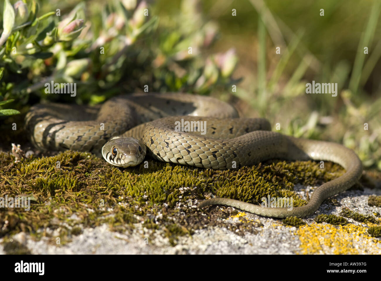 grass snake (Natrix natrix, Natrix natrix astreptophora), sunnnig young ...