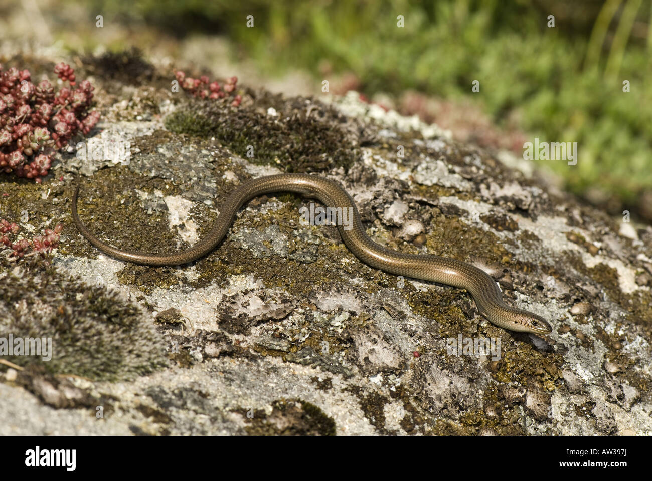 Western Three-Toed Skink (Chalcides striatus; Chalcides chalcides ...