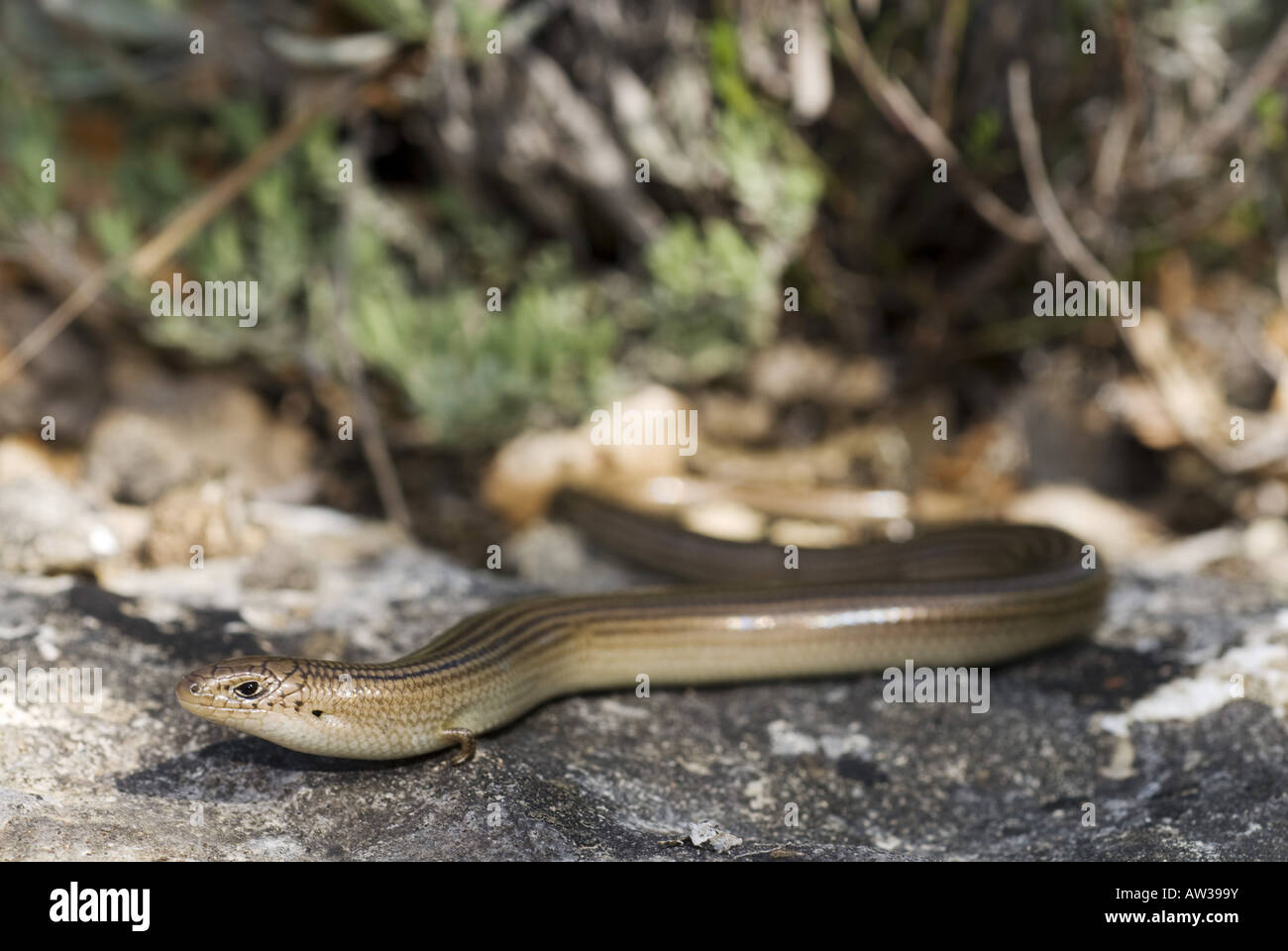 Western Three-Toed Skink (Chalcides striatus; Chalcides chalcides ...