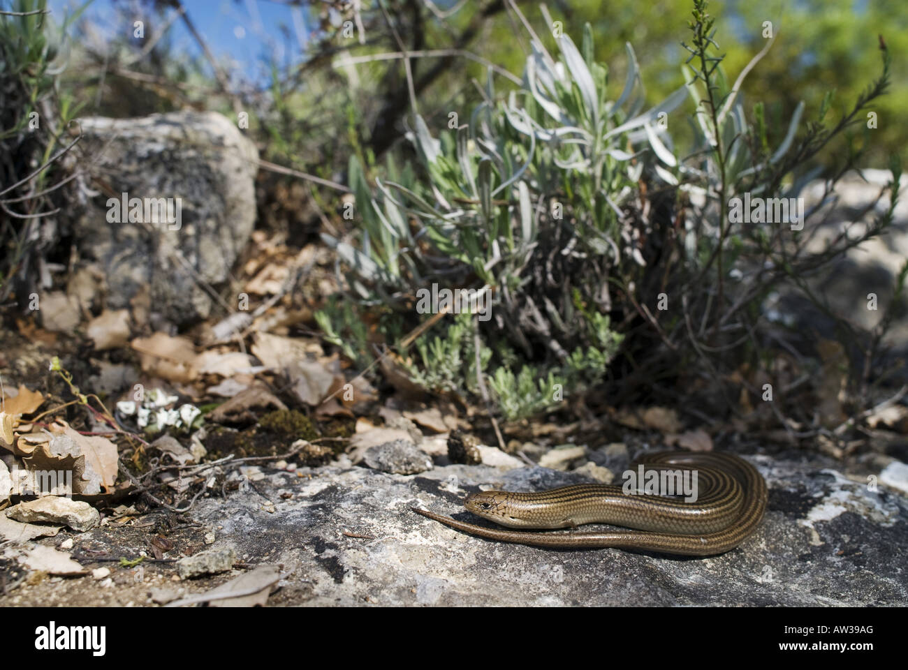 Western three toed skink hi-res stock photography and images - Alamy