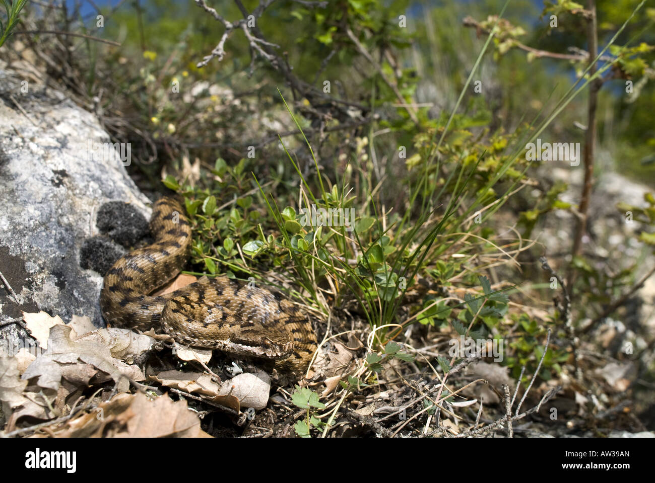 asp viper, aspic viper (Vipera aspis x Vipera latastei), Hybrid of snub ...