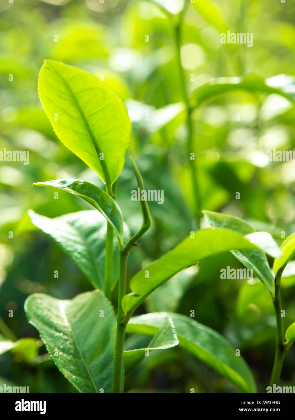 close up on tea leaves Stock Photo - Alamy