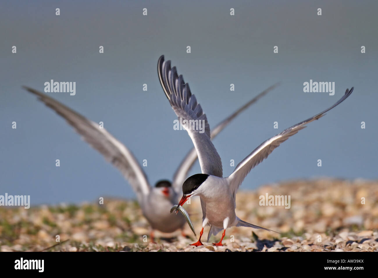 Flieger watch hi-res stock photography and images - Alamy