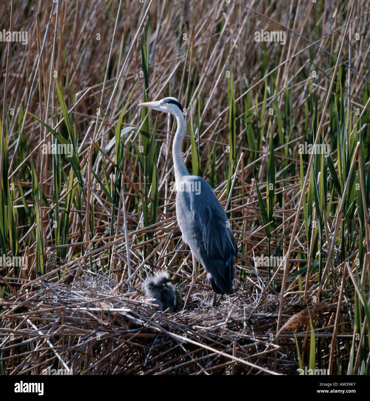 heron cendre Graureiher Grey Heron Gray Heron Ardea cinerea adult with ...