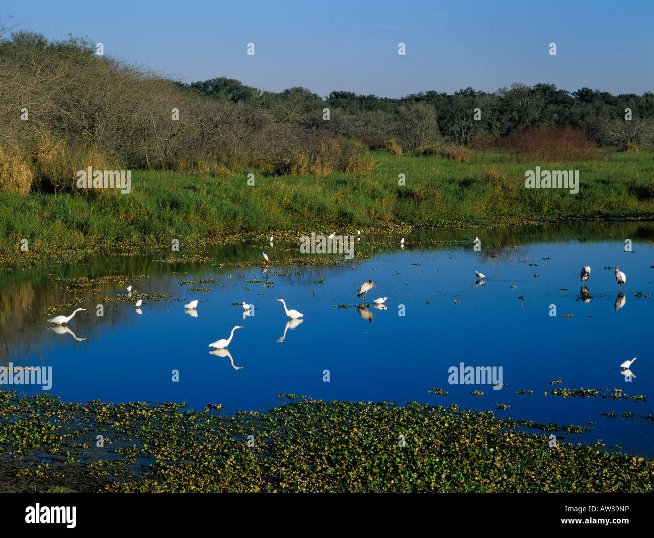 Pond with feeding Wading birds Myakka River State Park Florida December ...