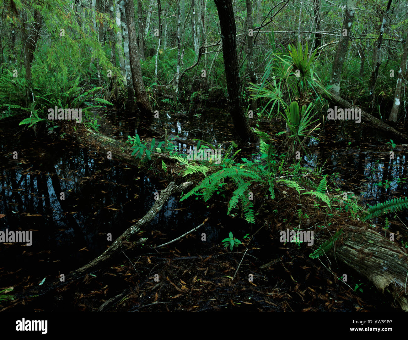 Swamp with Cypress trees and ferns Six Mile Cypress Slough Preserve ...