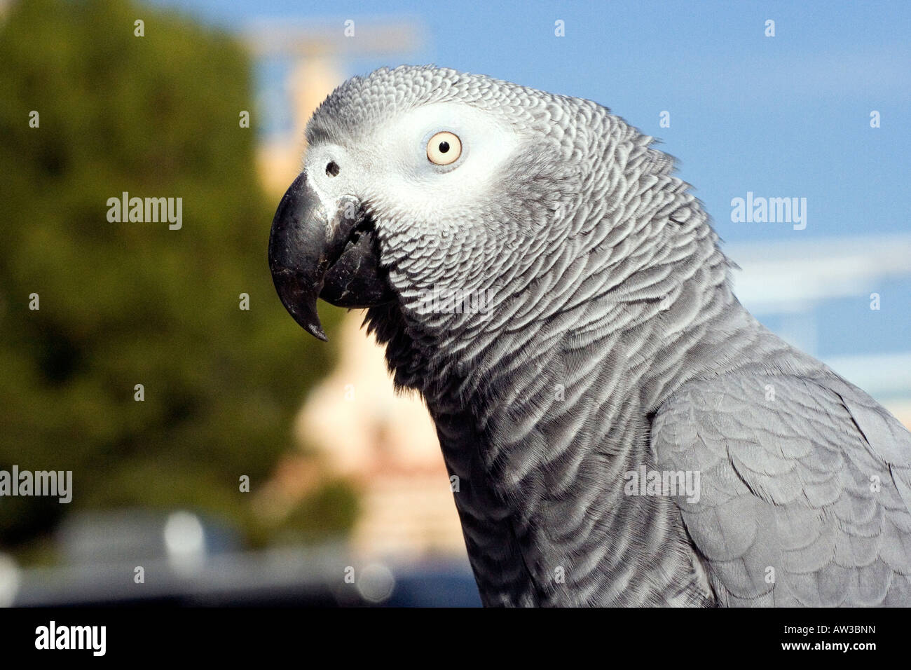 African parrot hi-res stock photography and images - Alamy
