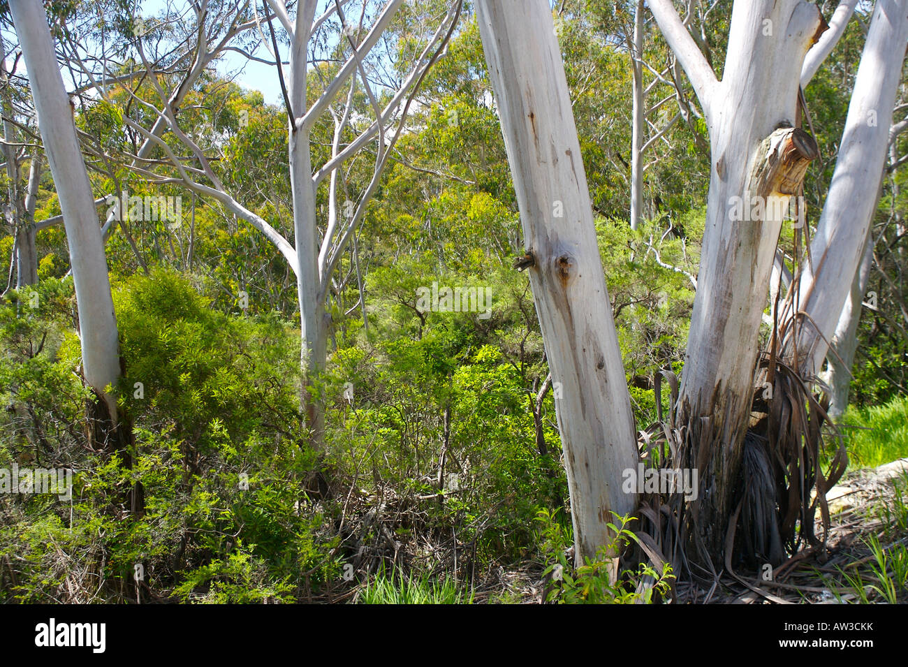 Australian Eucalyptus Trees Stock Photo - Alamy