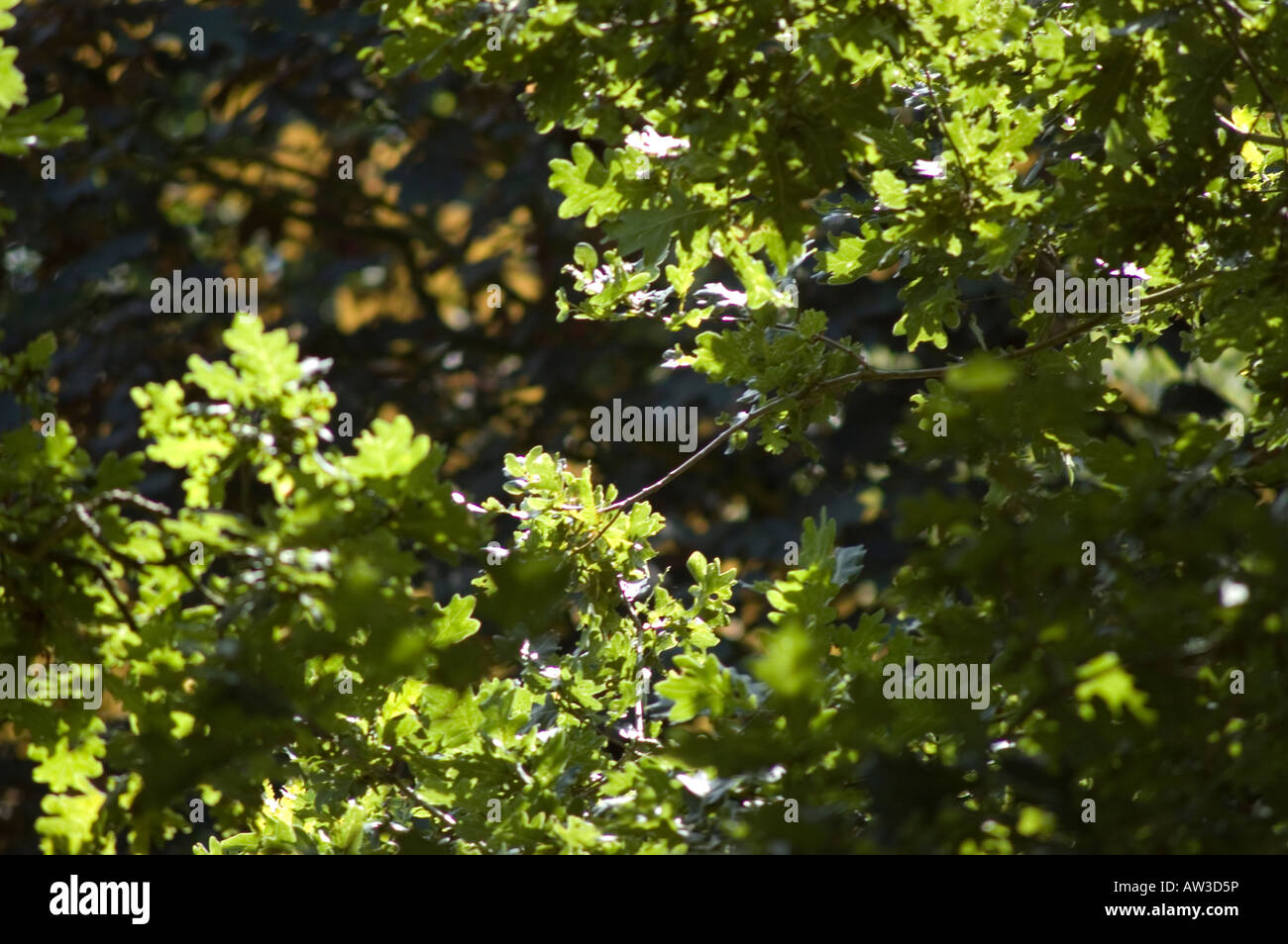Light dappled leaves hi-res stock photography and images - Alamy
