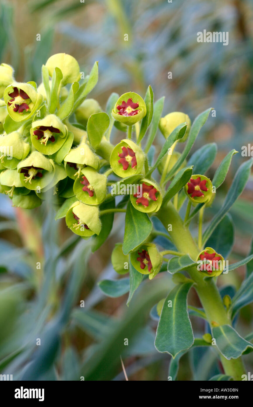 Sub shrub hi-res stock photography and images - Alamy