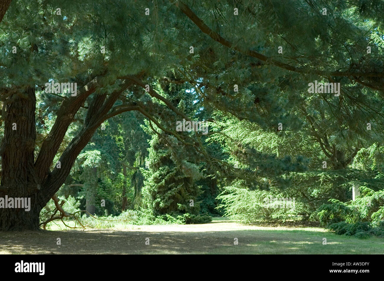 Sunlight shade woodland hi-res stock photography and images - Alamy