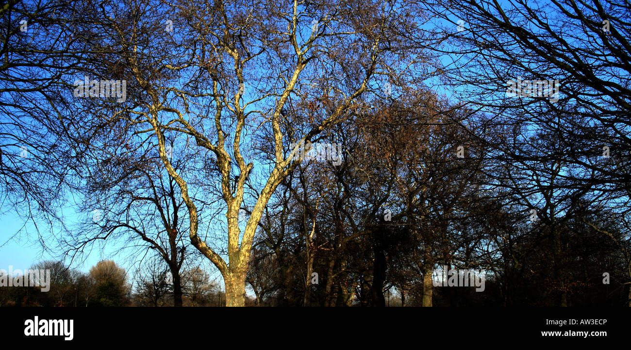 Winter tree branches Stock Photo - Alamy