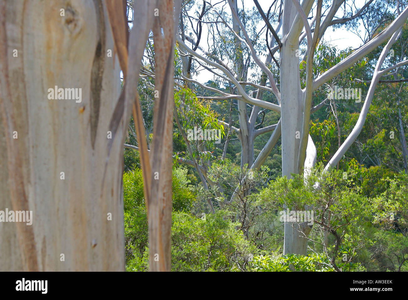 Australian Eucalyptus Trees Stock Photo - Alamy