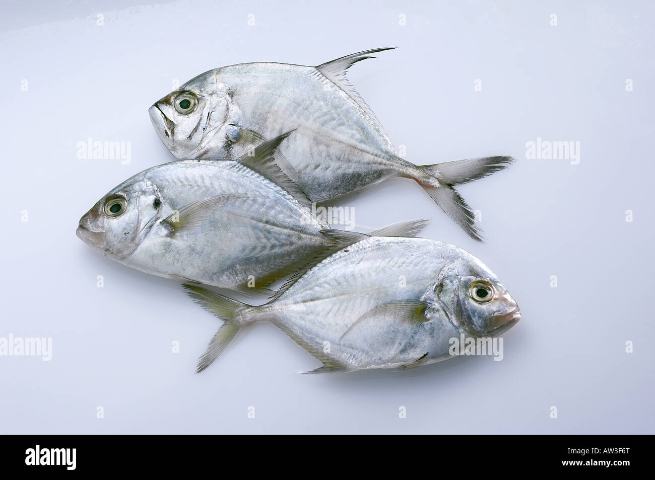 Deep sea fish fresh Cut Out Stock Images & Pictures - Alamy